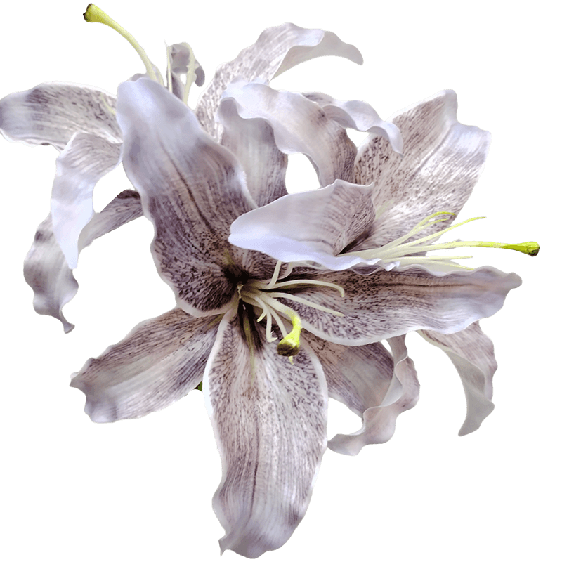HR8117 Artificial Lily - Sen Masine