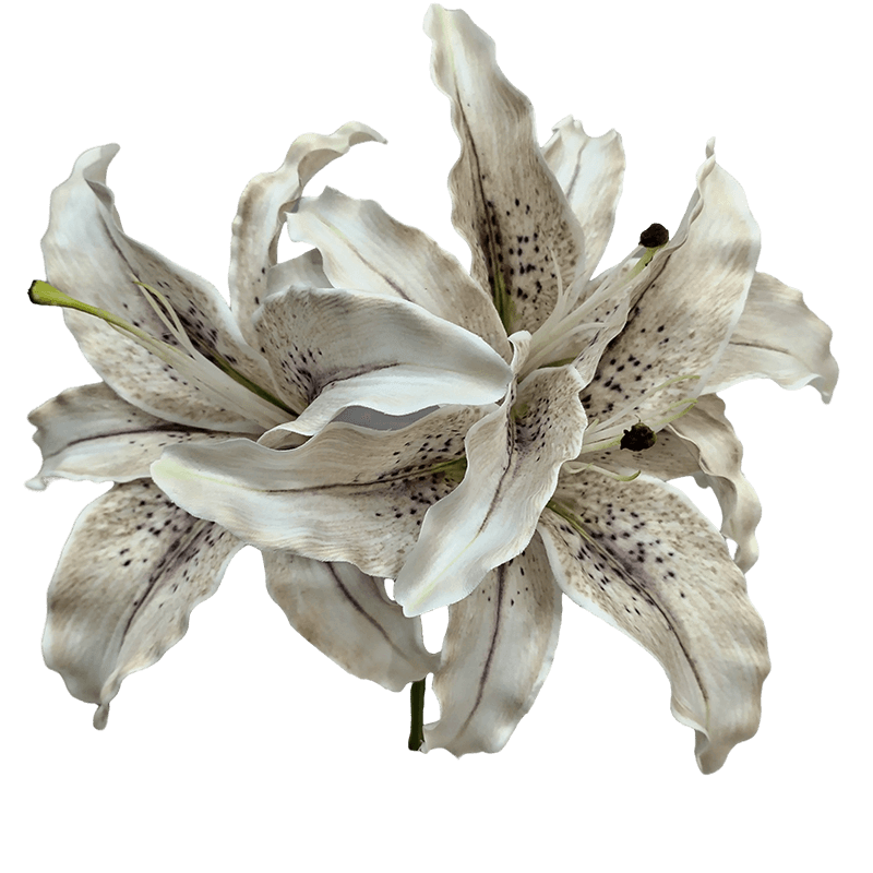 HR8117 Artificial Lily - Sen Masine