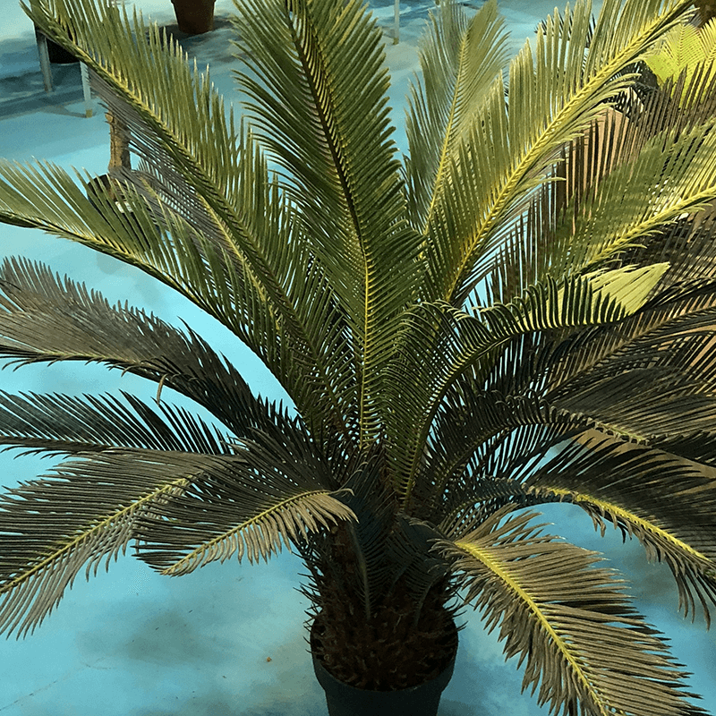 Artificial cycas palm tree 60cm-160cm - Sen Masine